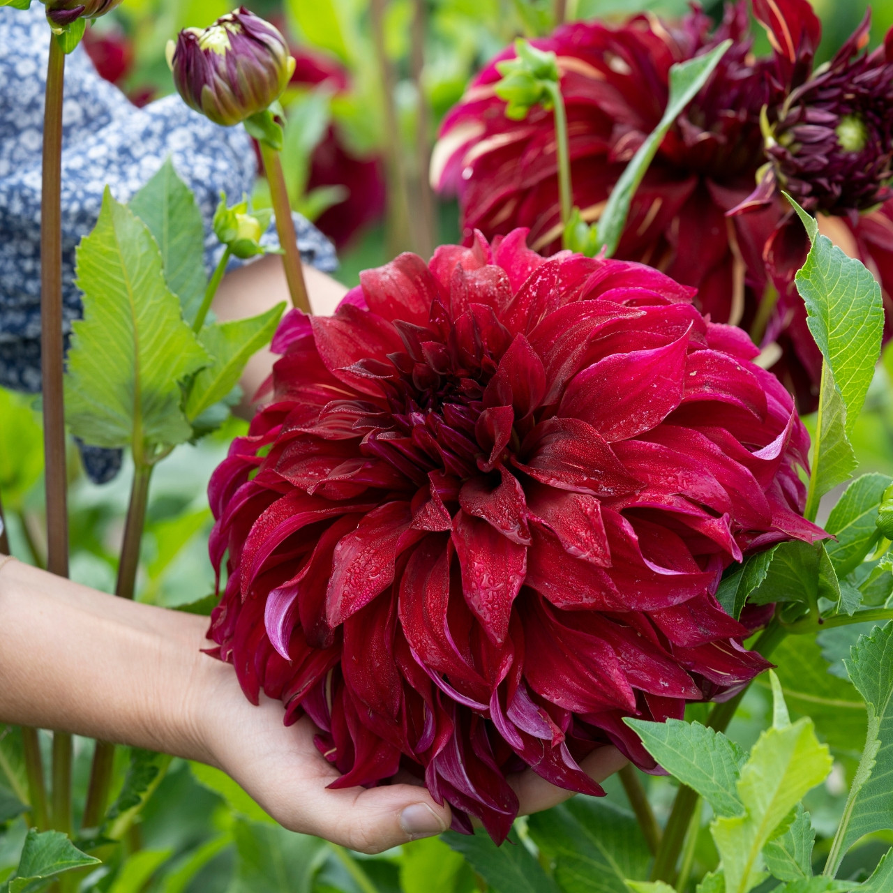 Shop Dahlia Bohemian Sparticus | J. Parker's Wholesale