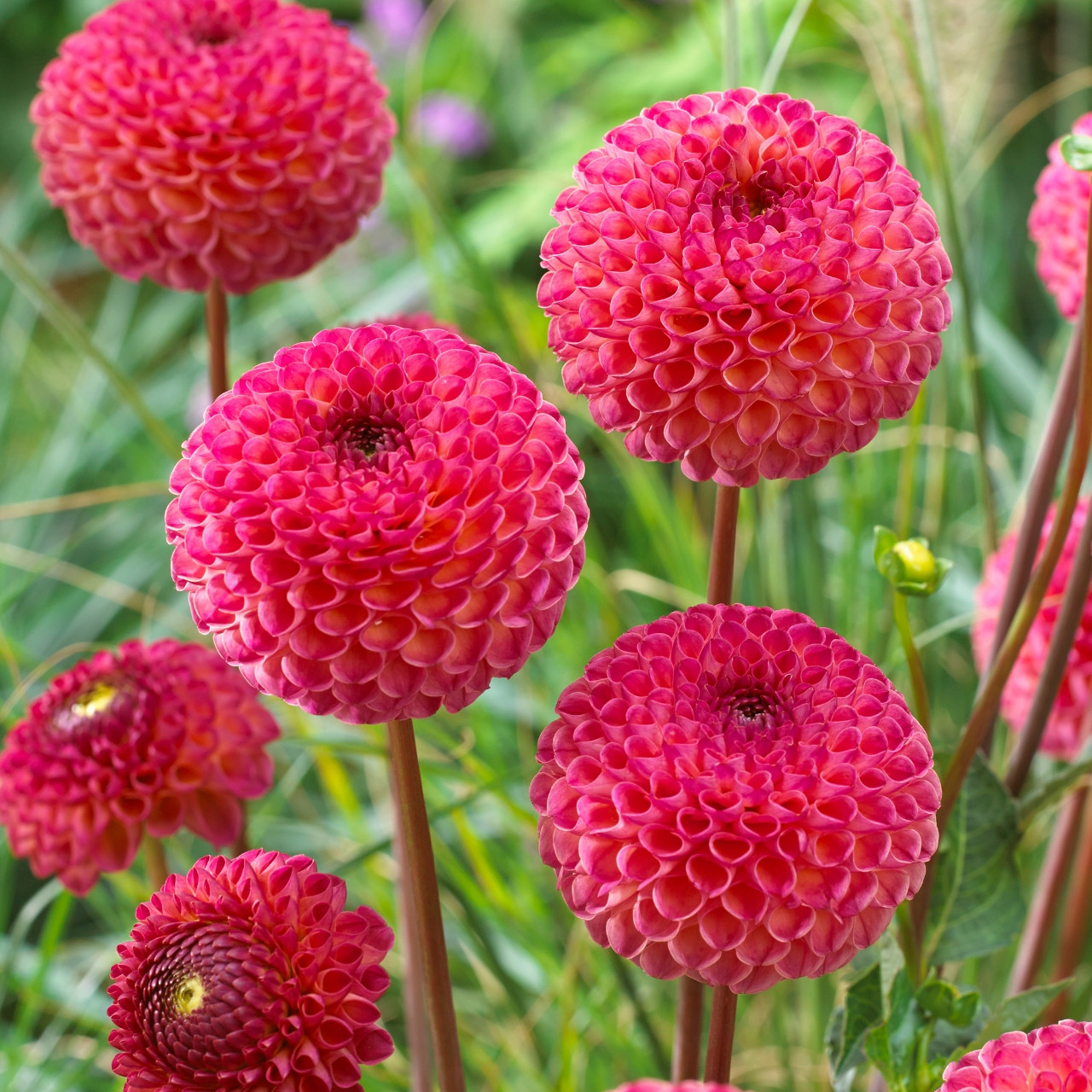 Shop Dahlia Burlesca | J. Parker's Wholesale