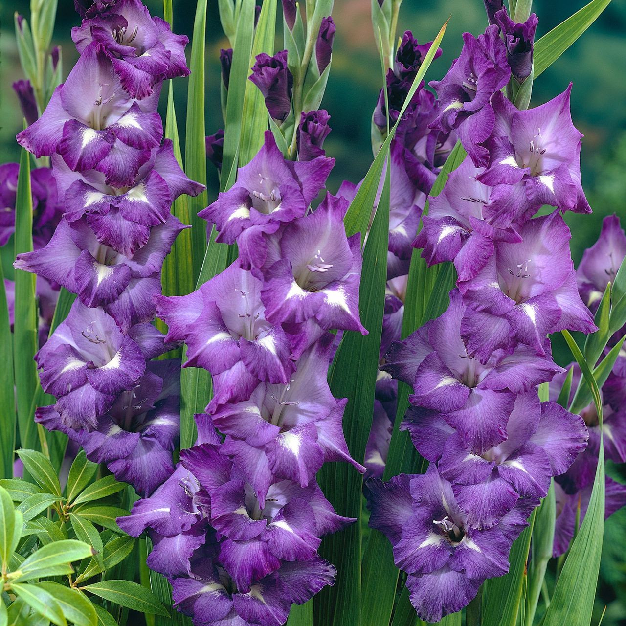 Shop Gladiolo Blue isle | J. Parker's Wholesale