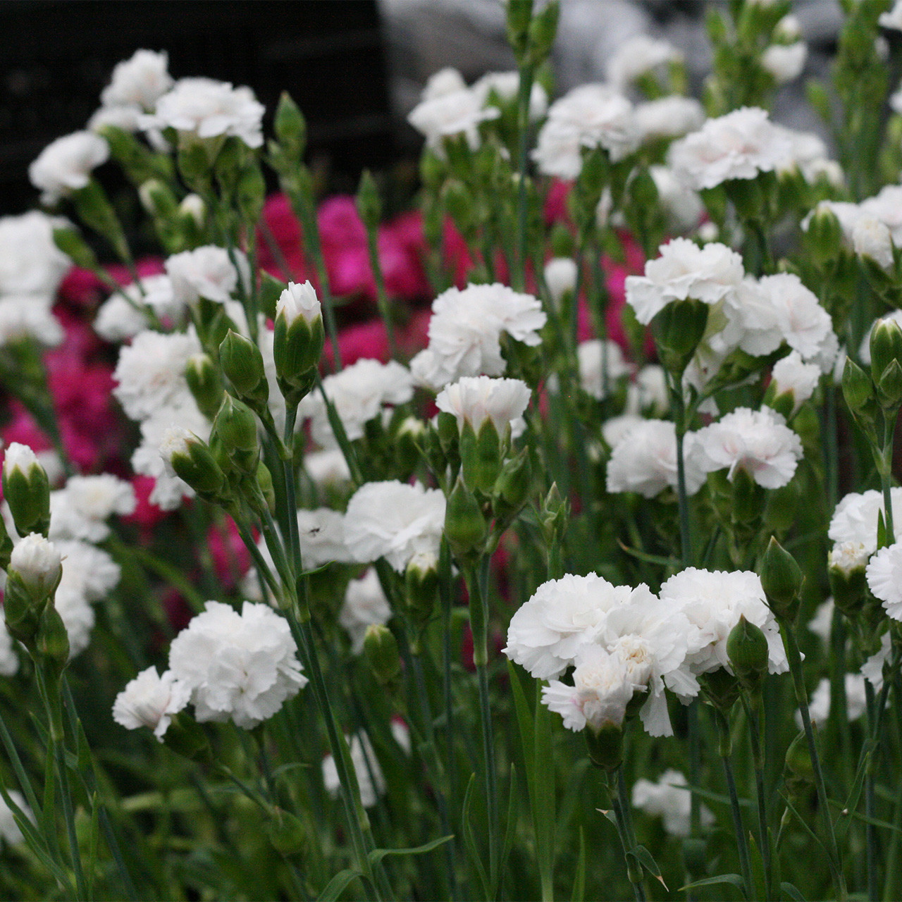Dianthus Haytor White - J Parker Dutch Bulbs (Wholesale) Ltd. (B2B)