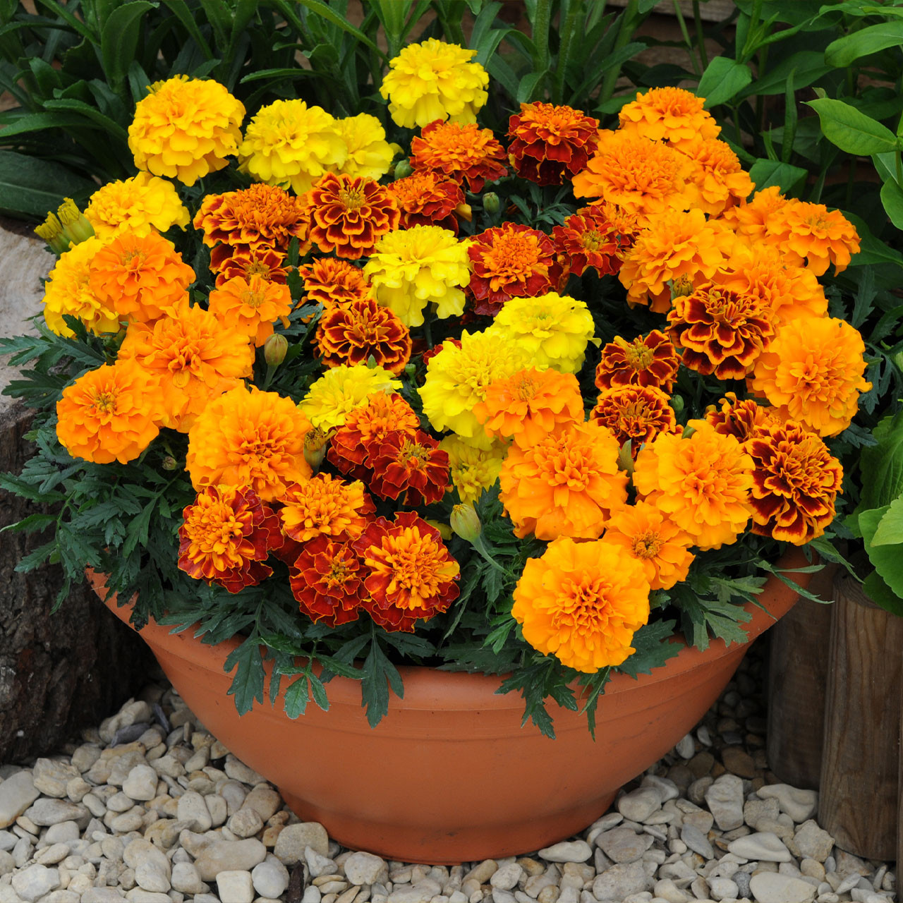 Marigold Bonanza - J Parker Dutch Bulbs (Wholesale) Ltd. (B2B)