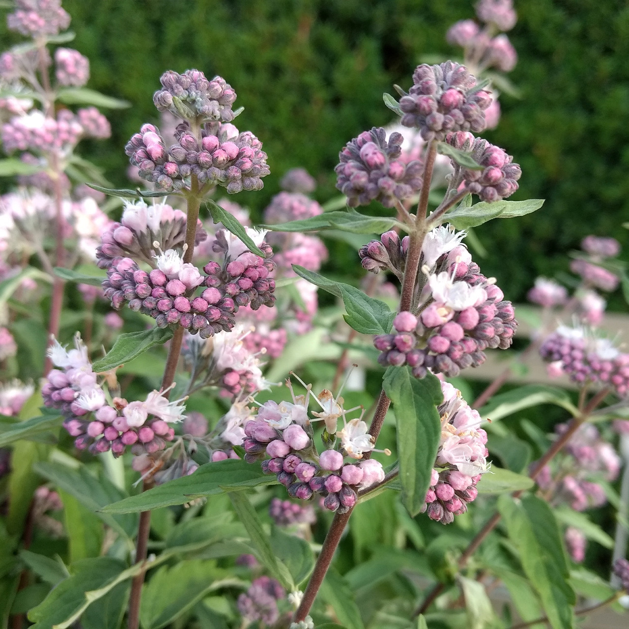 Shop Caryopteris (Bluebeard) Stephi | Dutch Bulbs