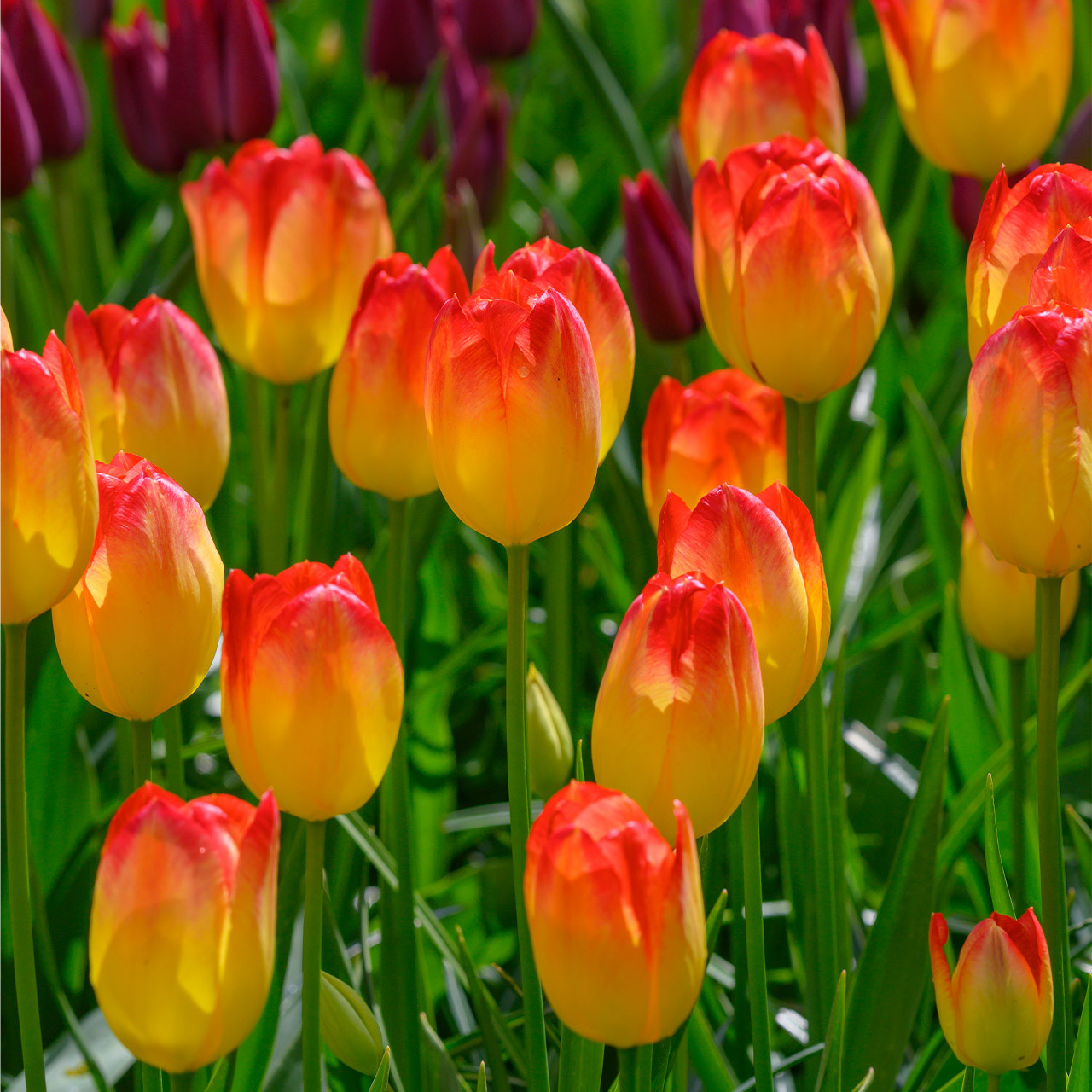 Buy premium quality Tulip 'Suncatcher'10/12cm from Dutch Bulbs
