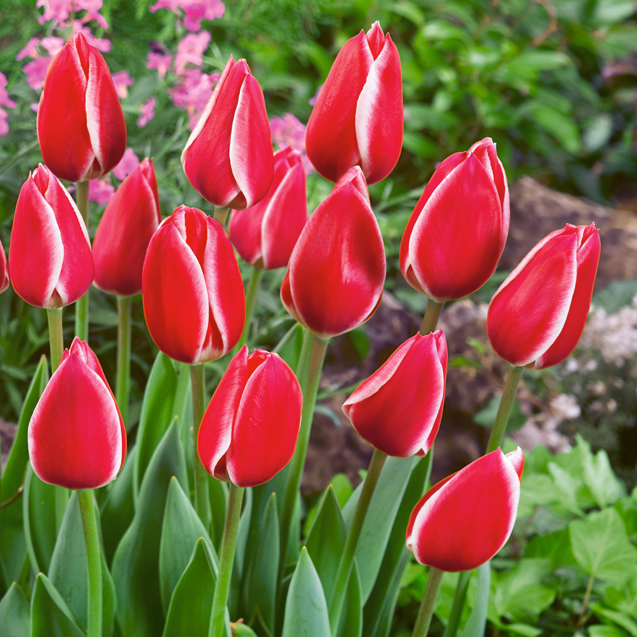 Buy premium quality Tulip 'Candy Apple Delight' 10/12cm from Dutch Bulbs