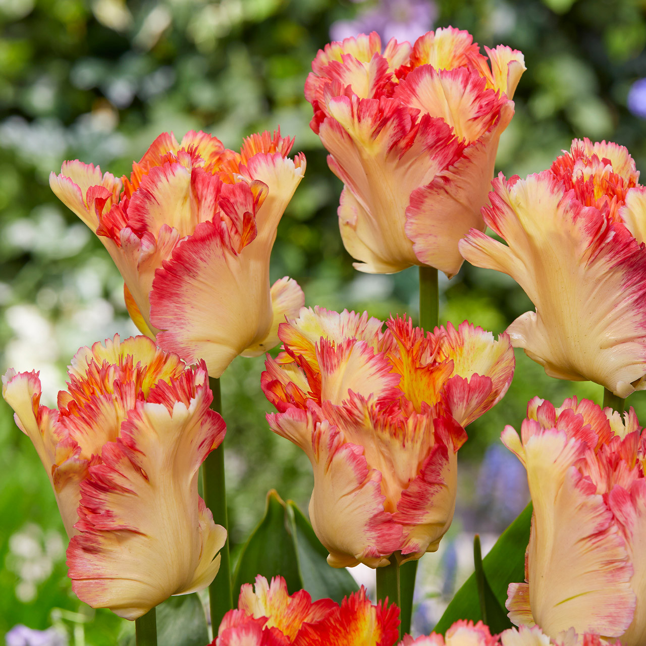 Buy premium quality Tulip 'Caribbean Parrot' 10/12cm from Dutch Bulbs