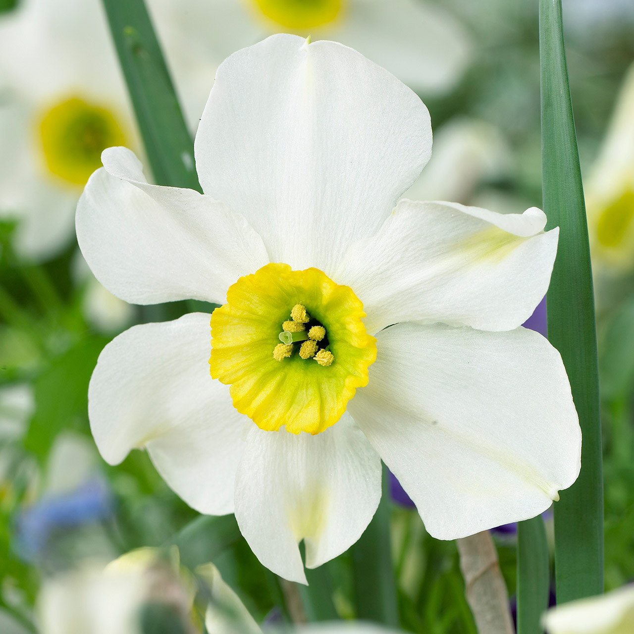 Buy premium-quality Narcissus 'Sinopel' from Dutch Bulbs