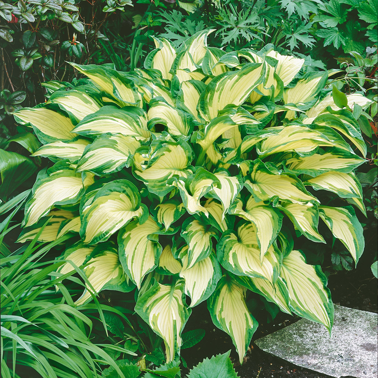 Buy premium-quality Hosta 'Fortunei Albopicta' from Dutch Bulbs