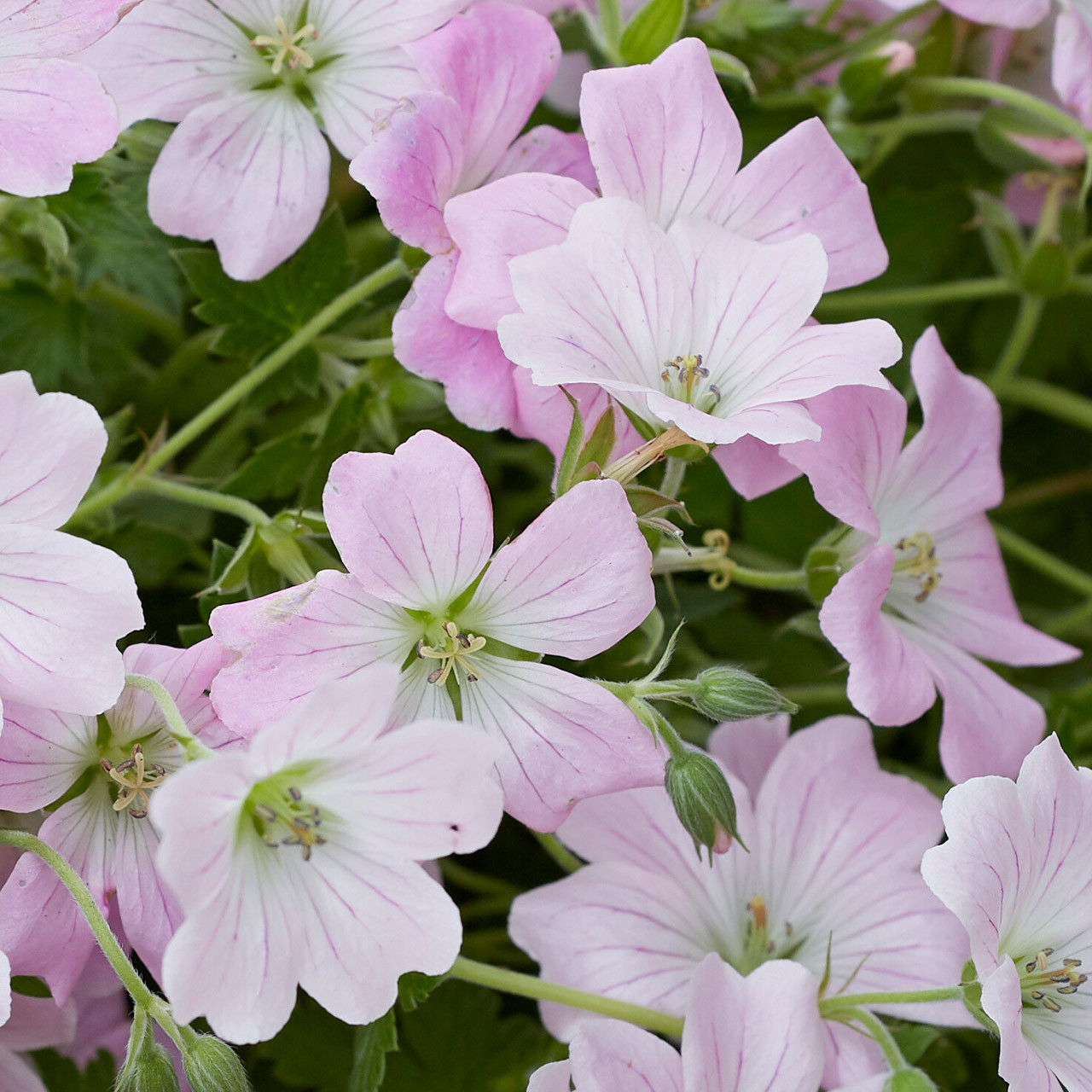 Buy premium-quality Geranium 'Dreamland' from Dutch Bulbs