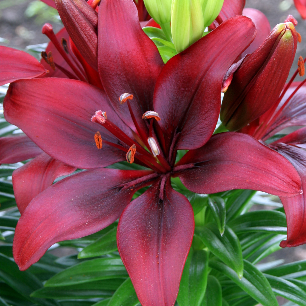 Buy premium-quality Lilium Happy Love from Dutch Bulbs