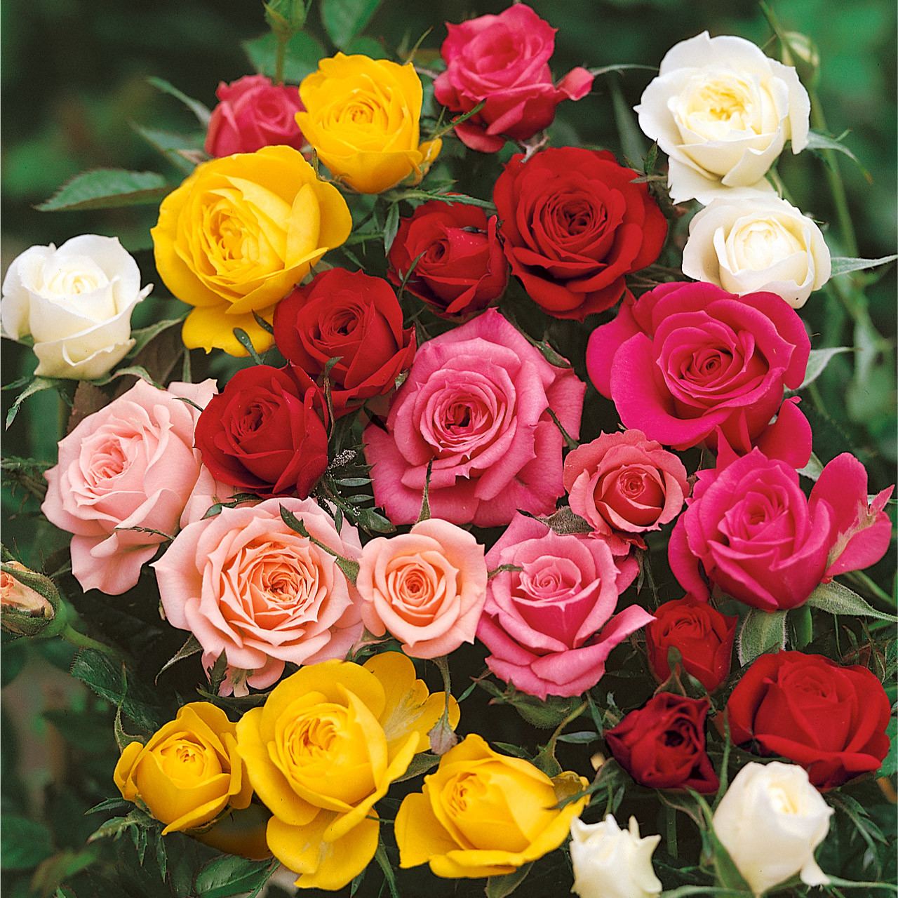 Lost Label HT Roses - J Parker Dutch Bulbs (Wholesale) Ltd. (B2B)