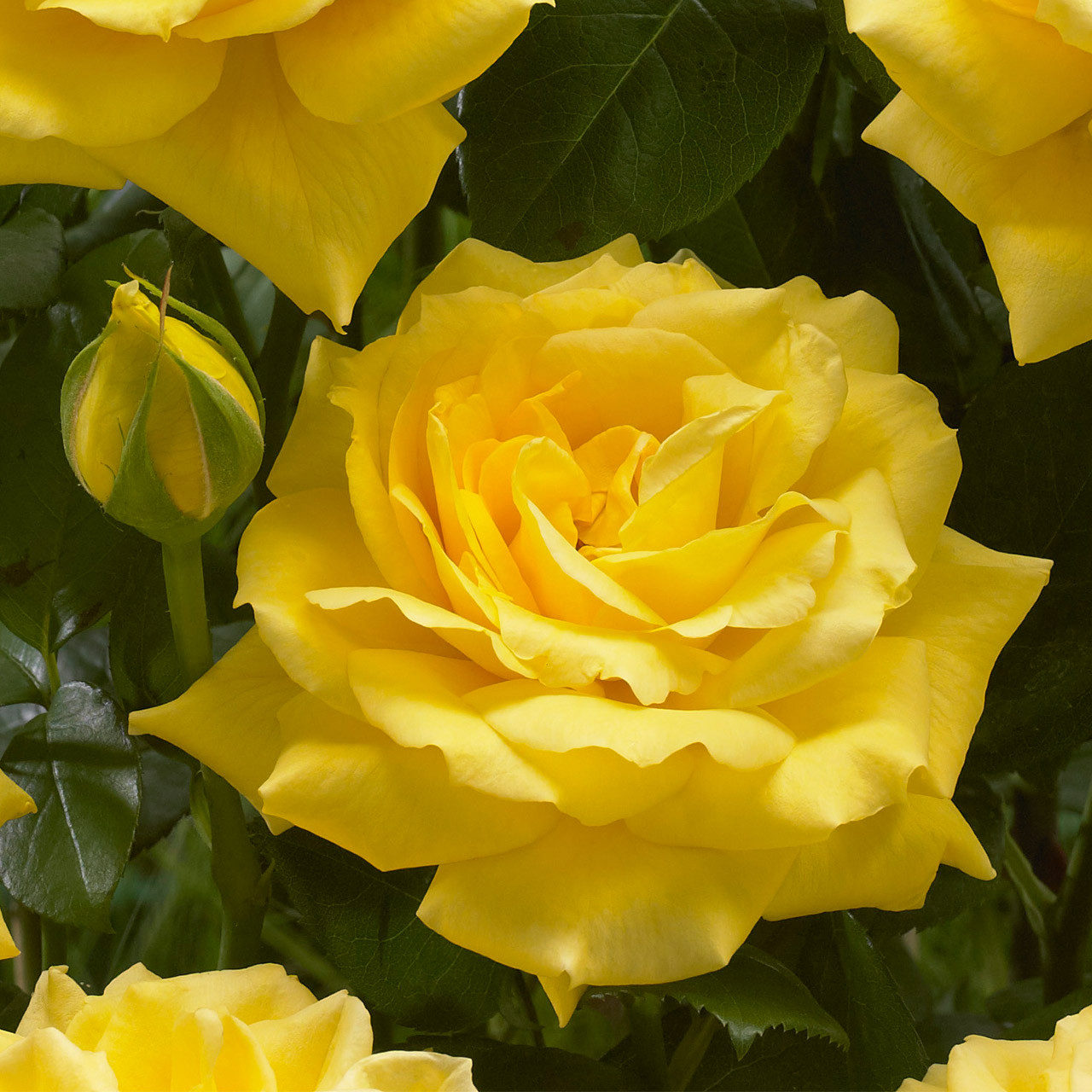 Rose Apollo - J Parker Dutch Bulbs (Wholesale) Ltd. (B2B)