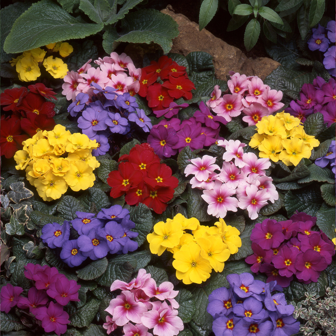 60 Primula Wanda Mix - J Parker Dutch Bulbs (Wholesale) Ltd. (B2B)