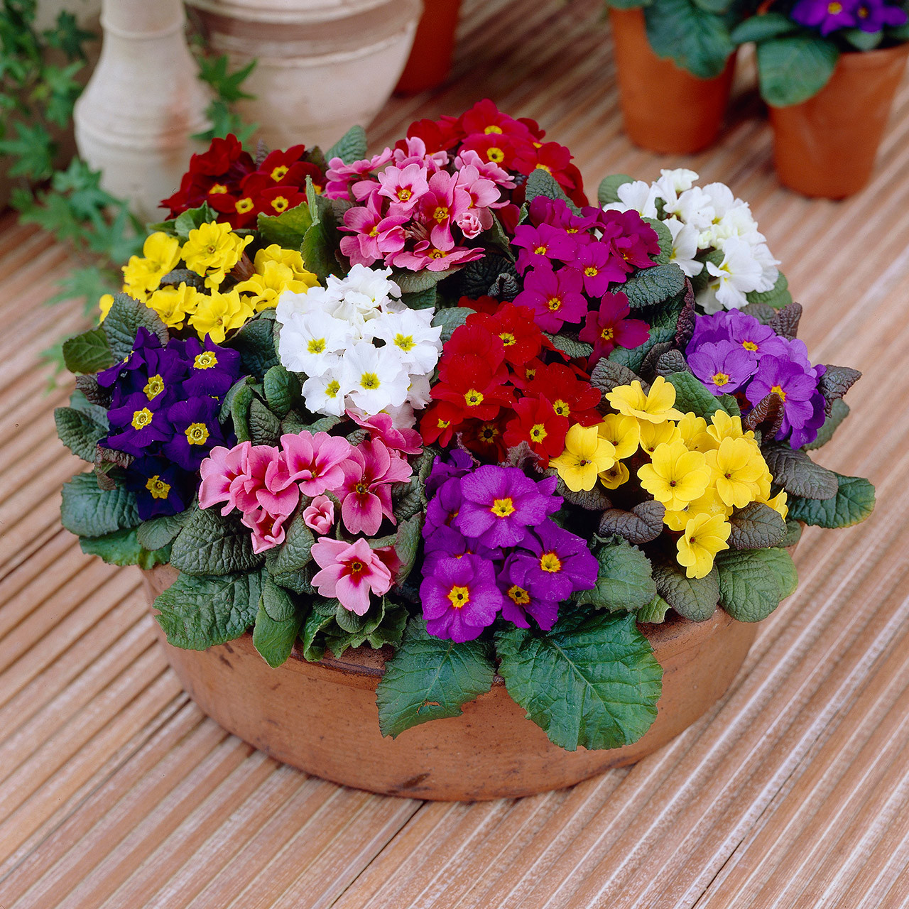 60 Primula Wanda Mix - J Parker Dutch Bulbs (Wholesale) Ltd. (B2B)