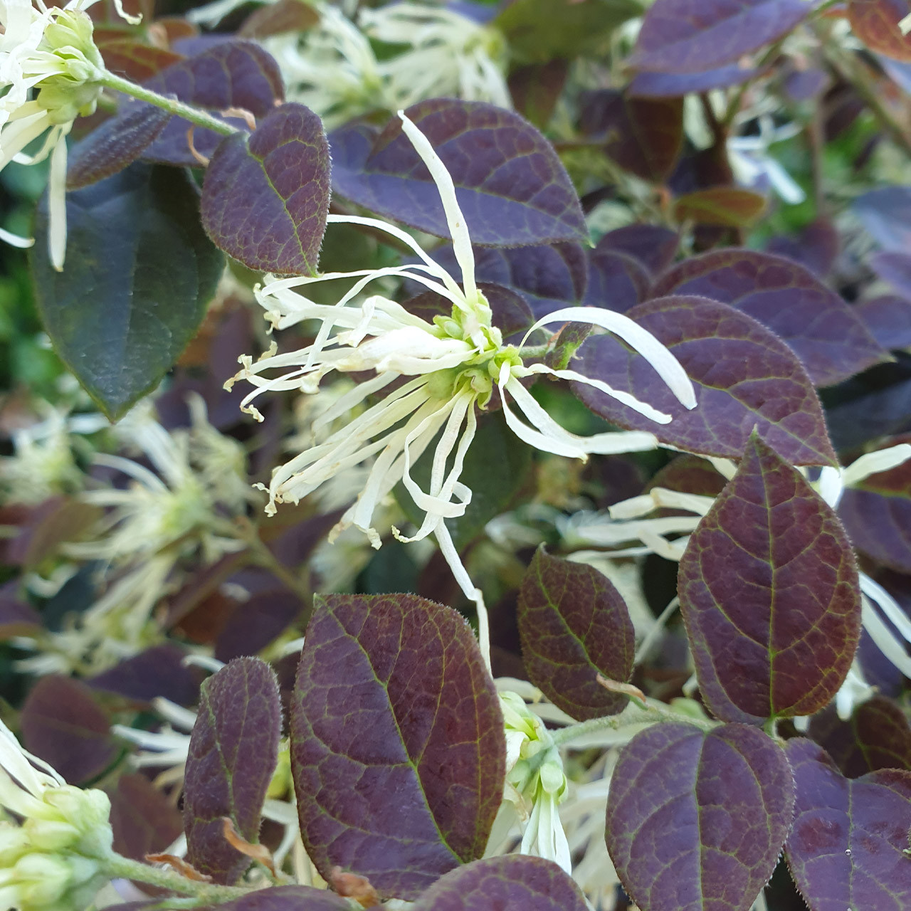 Buy premium-quality Loropetalum chinense 'Ruby Snow' from Dutch Bulbs