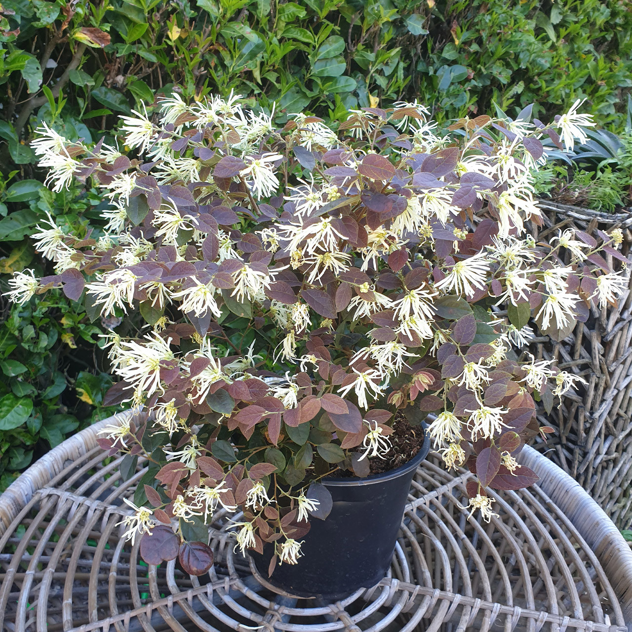 Buy premium-quality Loropetalum chinense 'Ruby Snow' from Dutch Bulbs