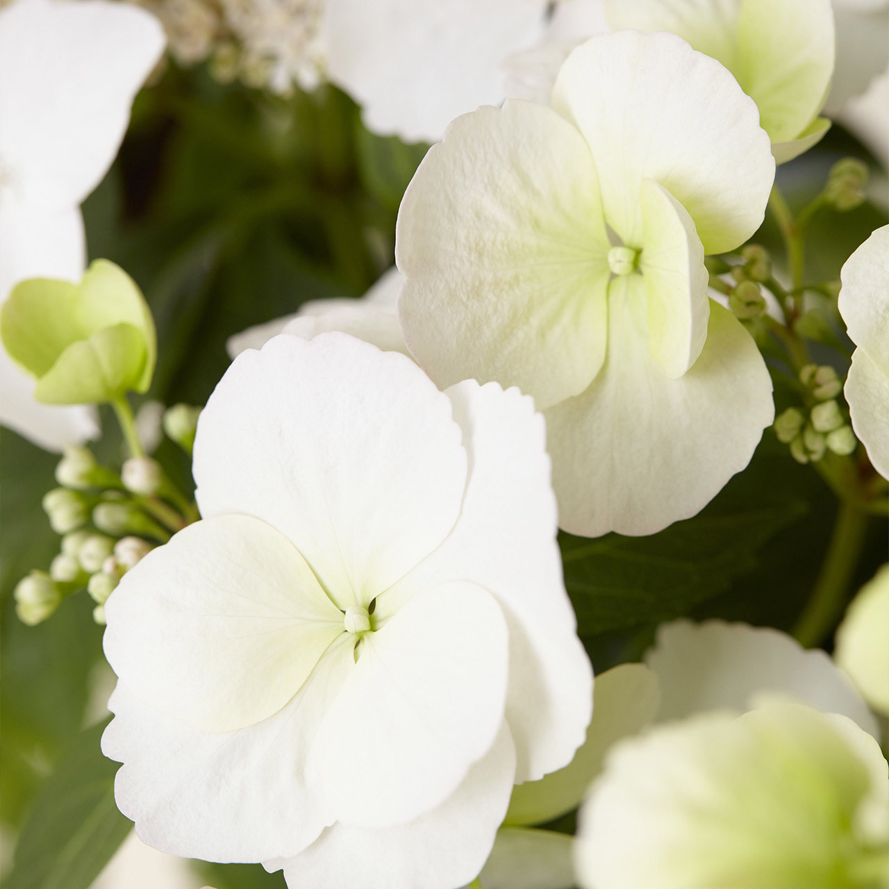 Buy premium-quality Hydrangea hybrid 'Runaway Bride' from Dutch Bulbs