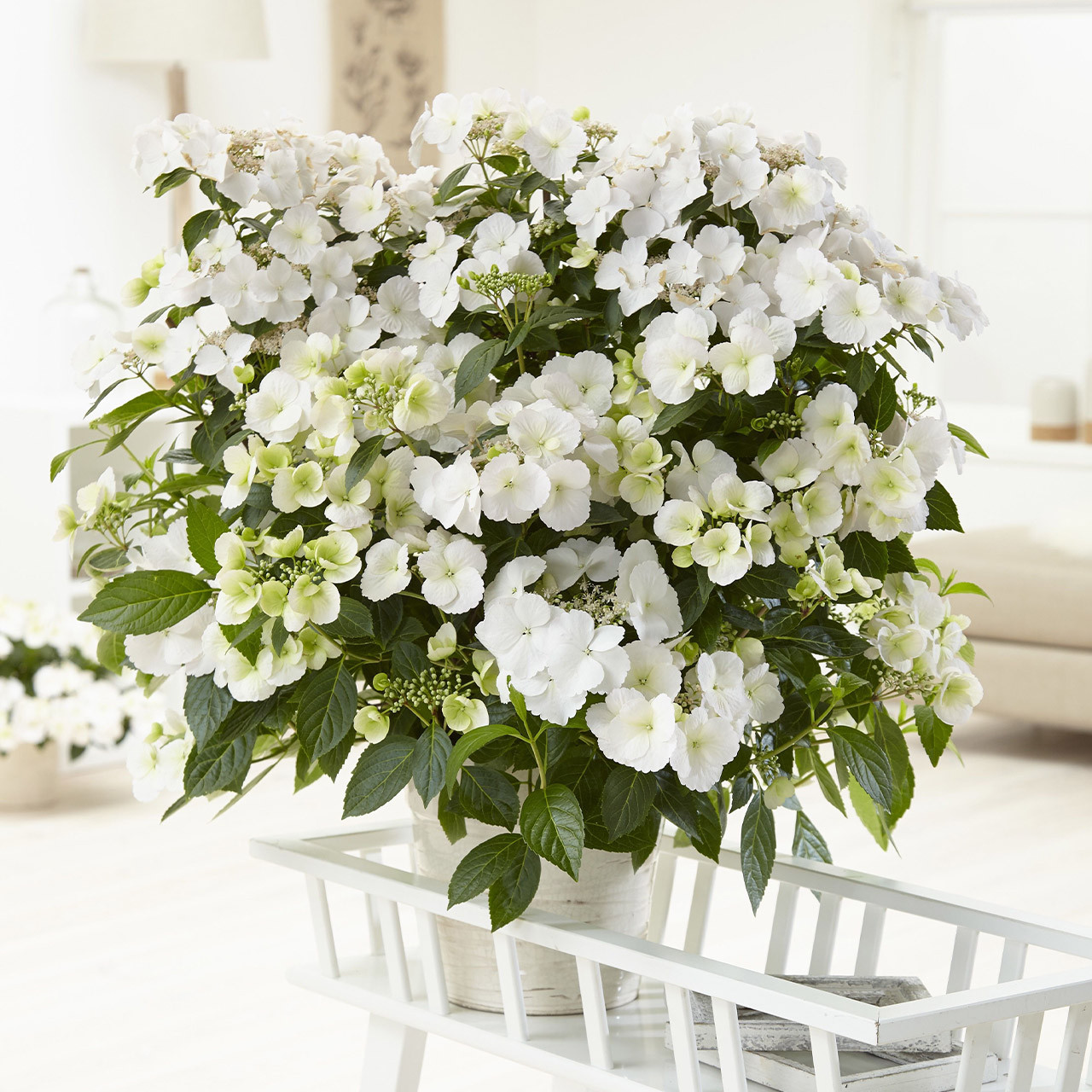 Buy premium-quality Hydrangea hybrid 'Runaway Bride' from Dutch Bulbs