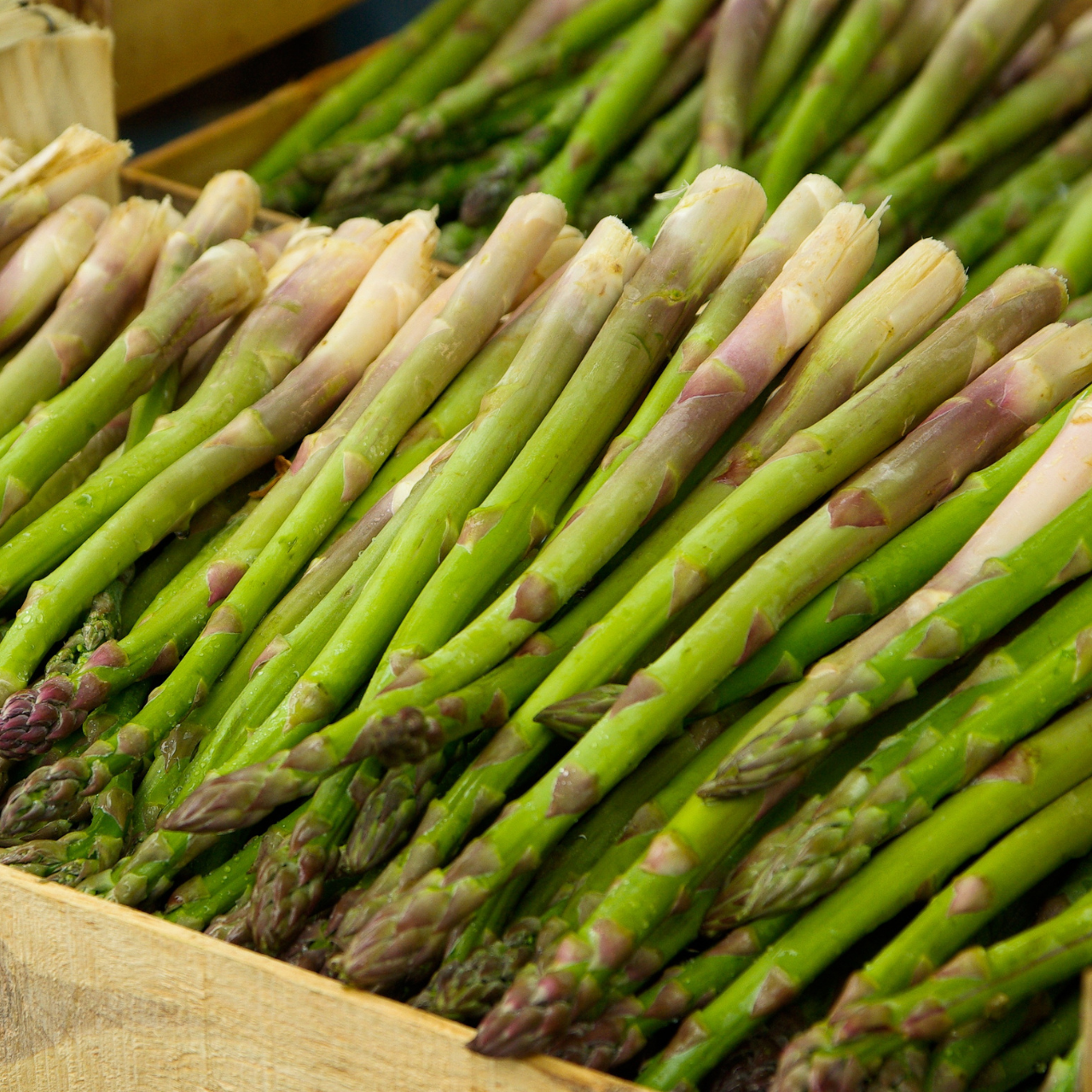 Shop top quality Asparagus Connovers Colossal seeds from Dutch Bulbs