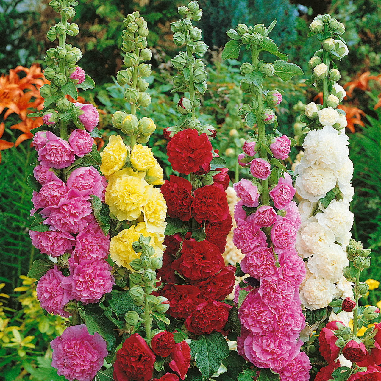 Buy premium-quality Alcea Charters Double Mix (hollyhocks) from Dutch Bulbs