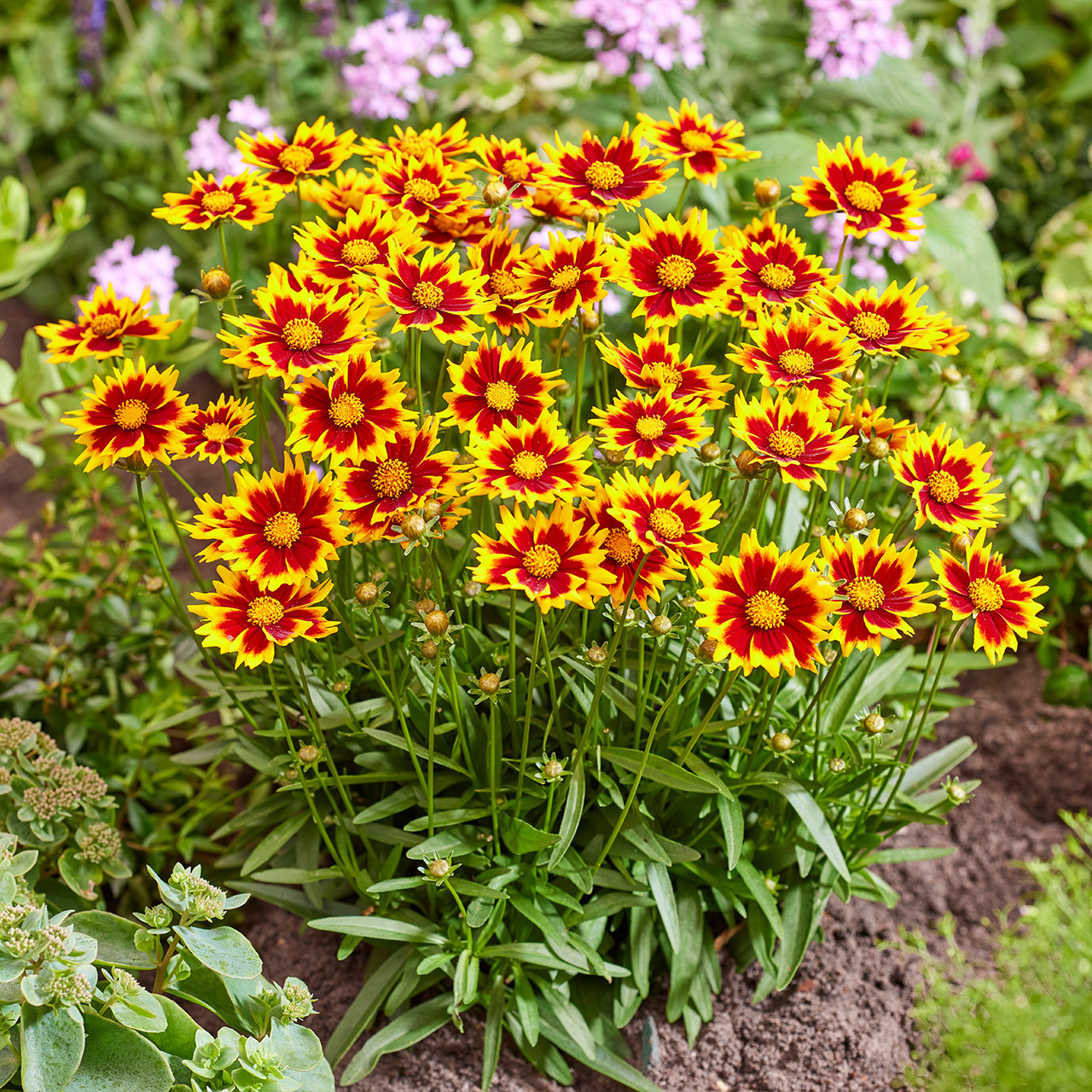 Buy premium-quality Coreopsis Solar Jewel from Dutch Bulbs