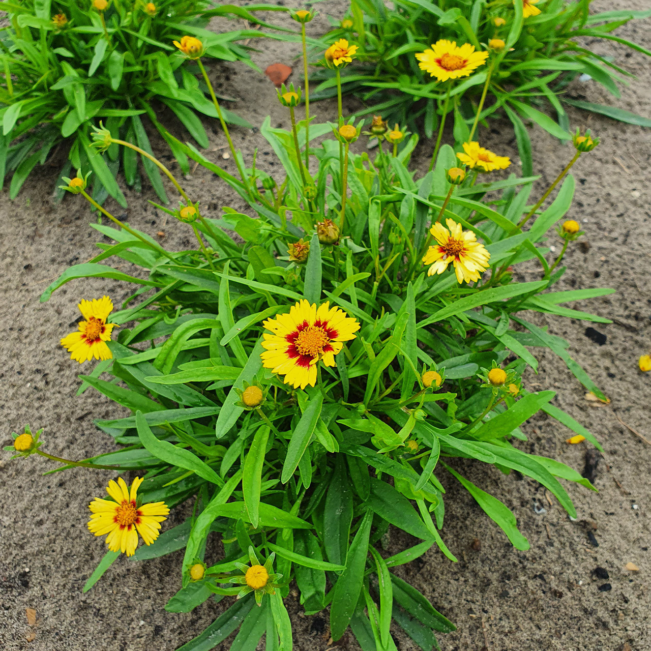 Buy premium-quality Coreopsis Solar Jewel from Dutch Bulbs