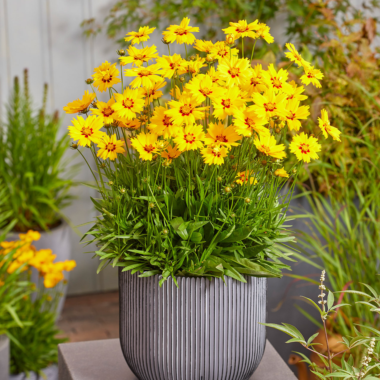 Buy premium-quality Coreopsis Solar Mellow from Dutch Bulbs