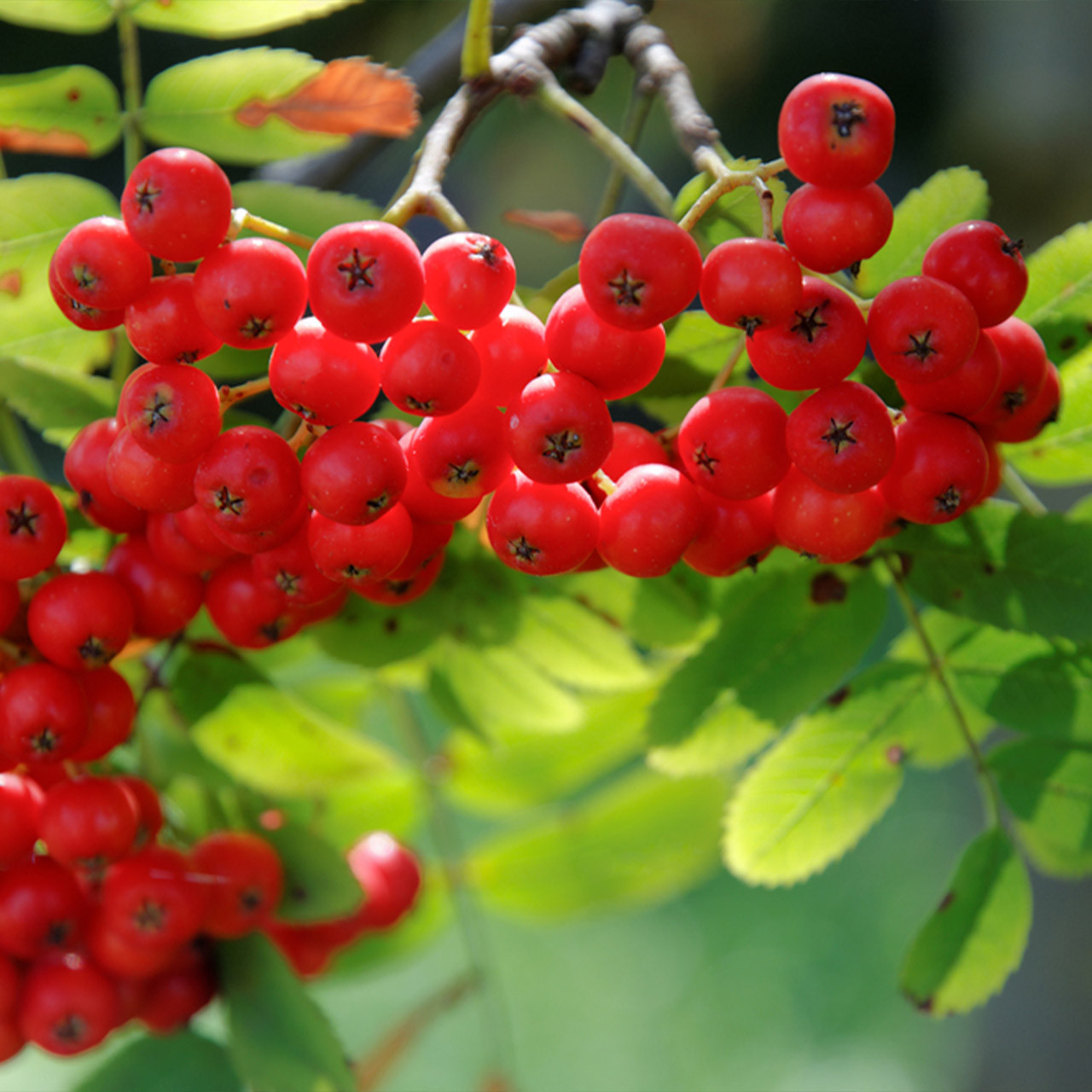 Buy premium-quality Sorbus aucuparia from Dutch Bulbs