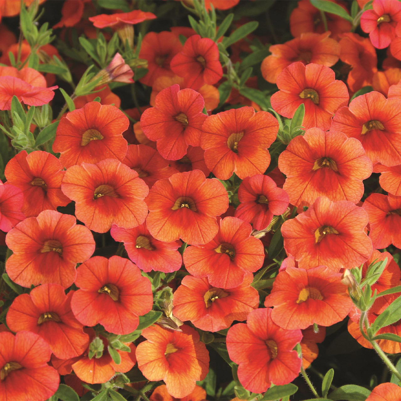 Buy Premium Quality Calibrachoa Million Bells Orange Calita Orange