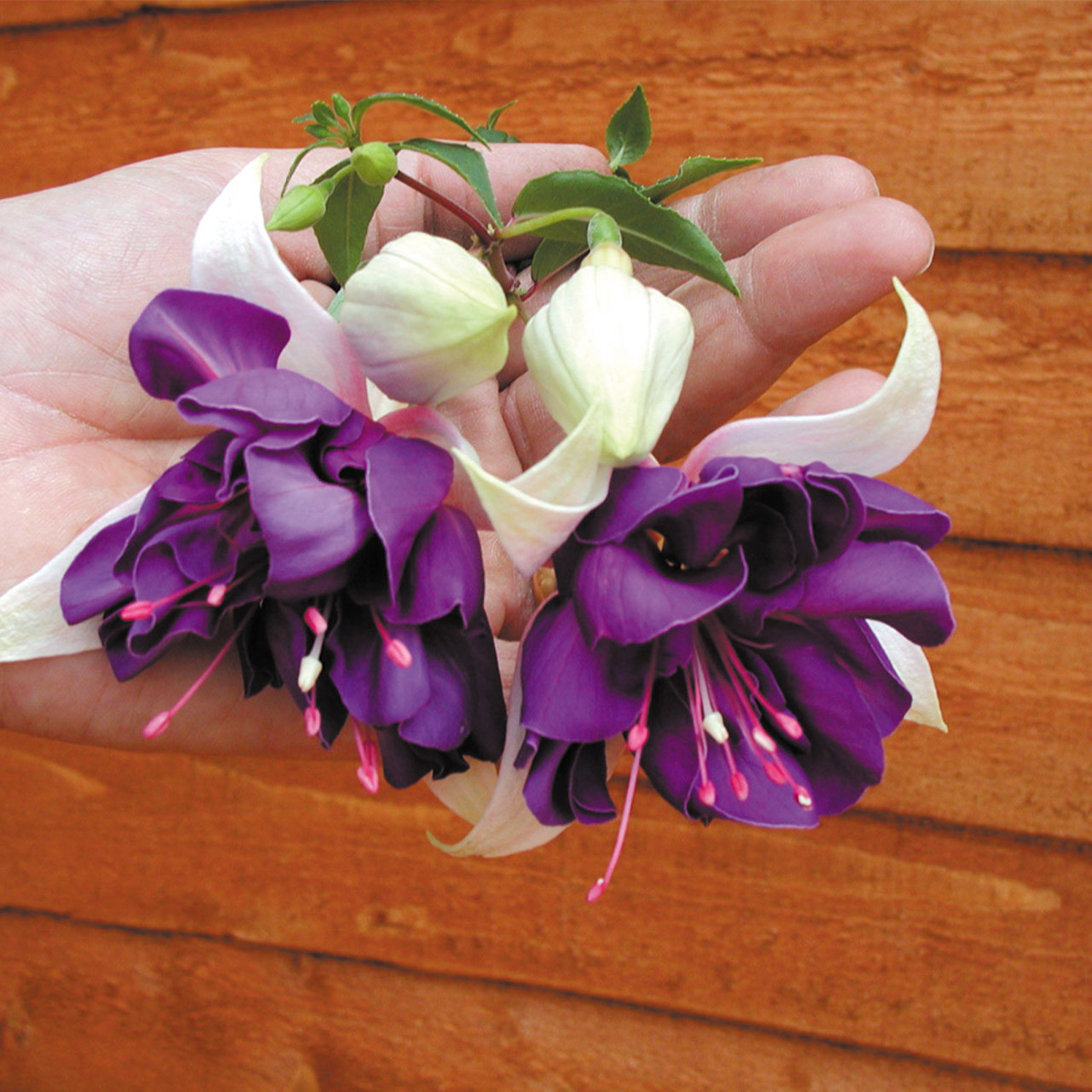 Buy premium-quality Fuchsia Deep Purple from Dutch Bulbs