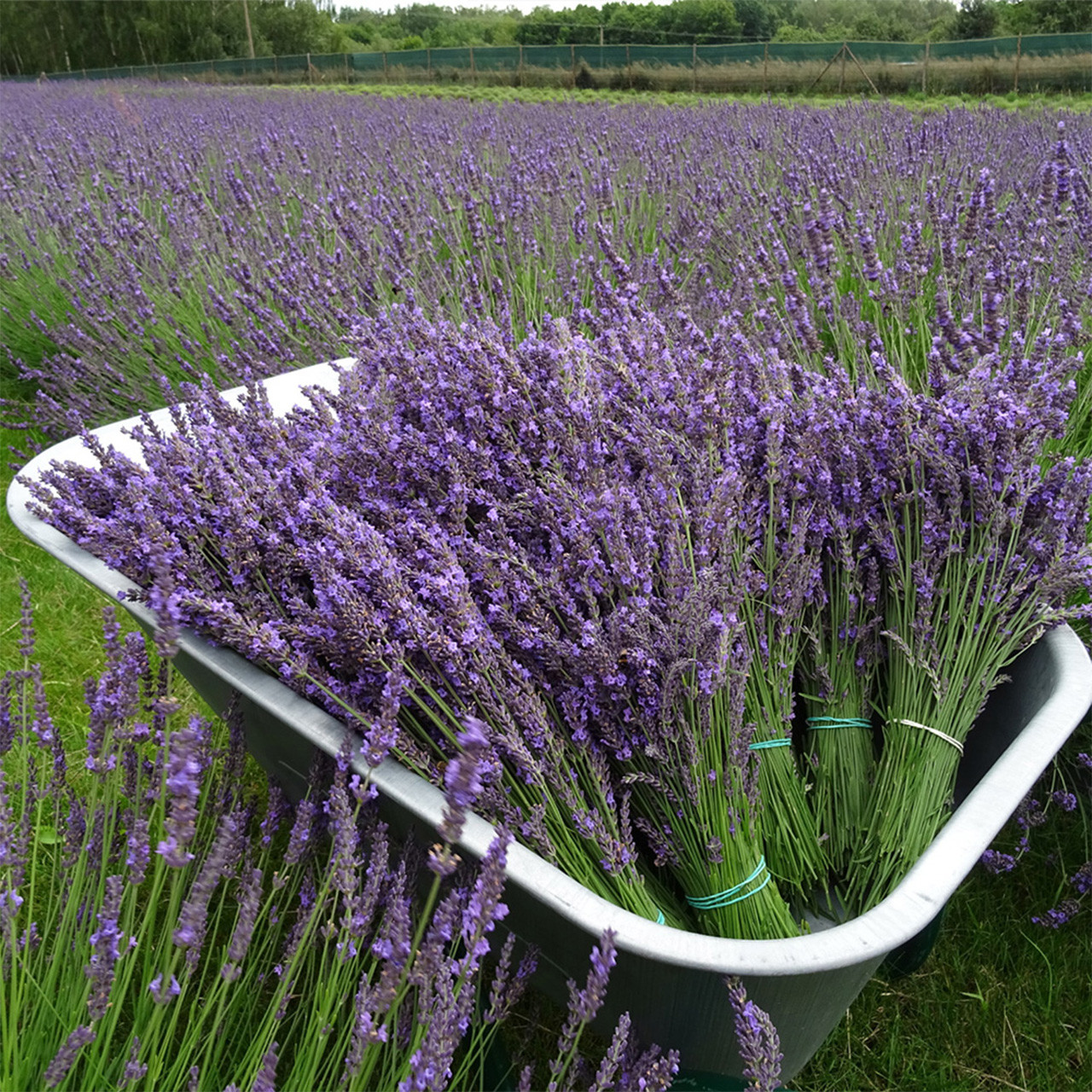 Buy premium-quality Lavender Phenomenal from Dutch Bulbs