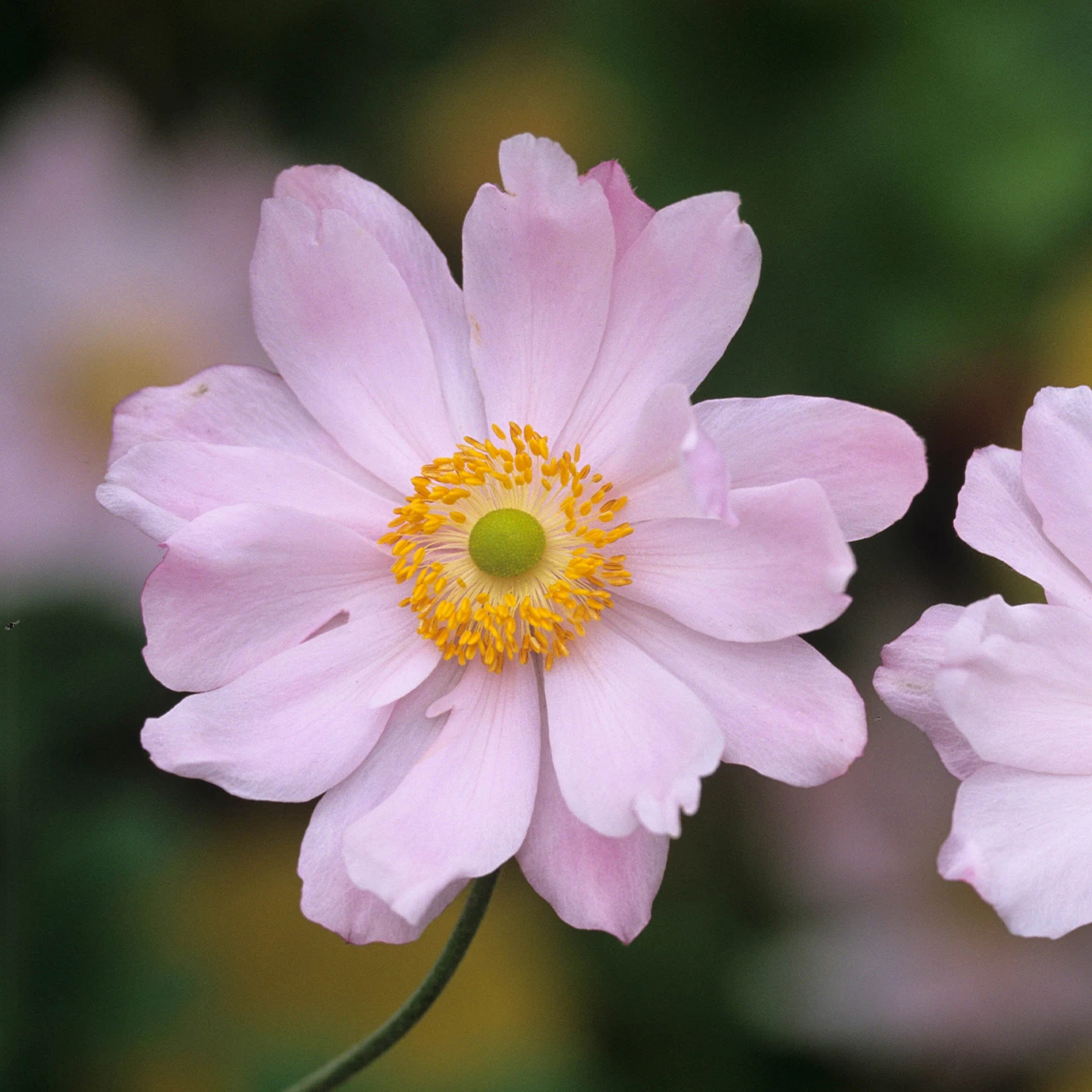 Buy premium-quality Anemone hybrida 'Konigin Charlotte' from Dutch Bulbs