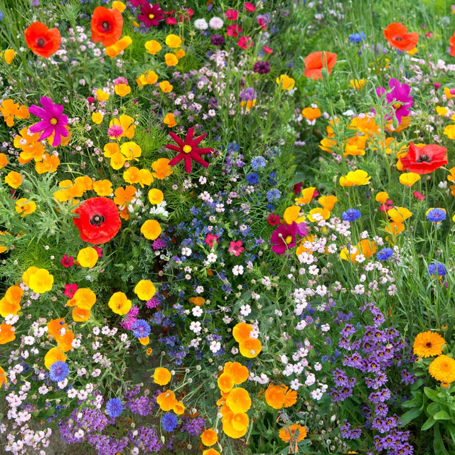 Buy Wildflower Meadow Mix - 20 varieties seeds at jparkers.co.uk