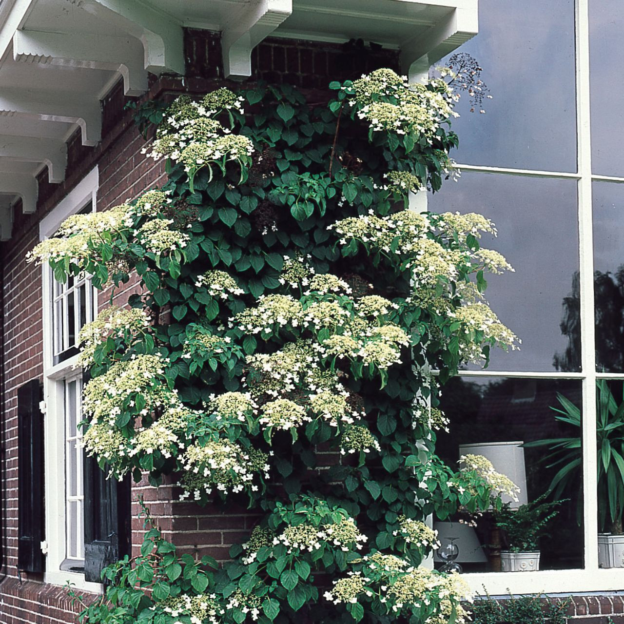Buy premium-quality Hydrangea anomala petiolaris from Dutch Bulbs