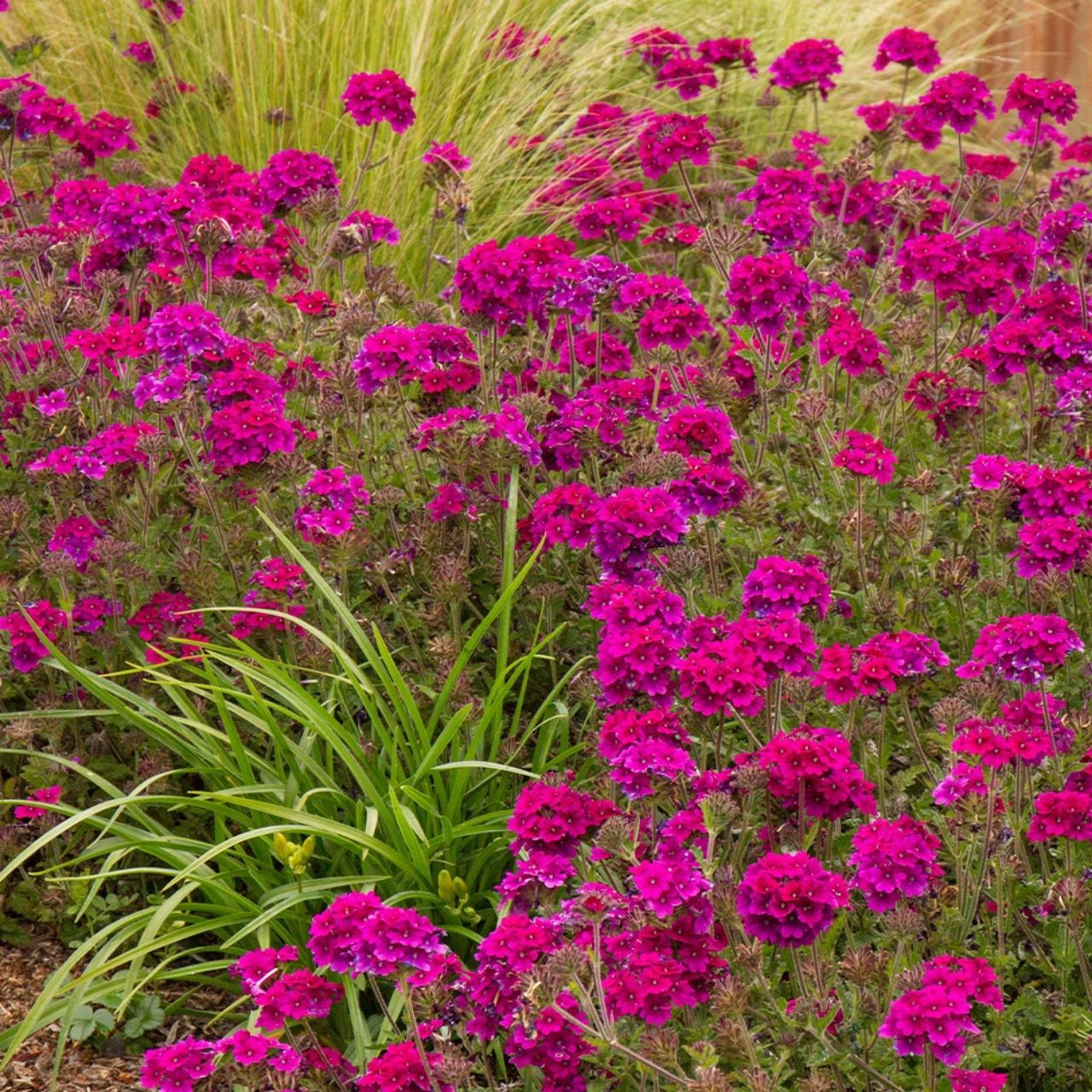 Buy premium-quality Verbena canadensis Homestead Purple from Dutch Bulbs