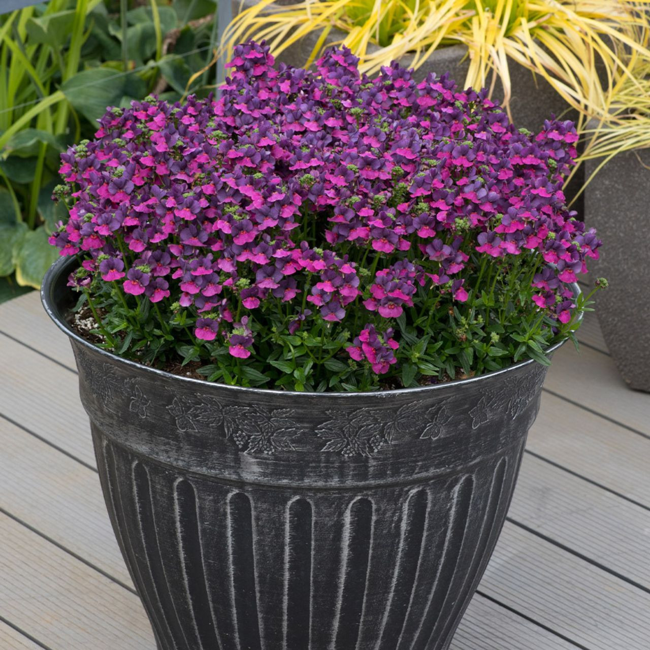 Buy premium quality Nemesia Lady Lisa from Dutch Bulbs