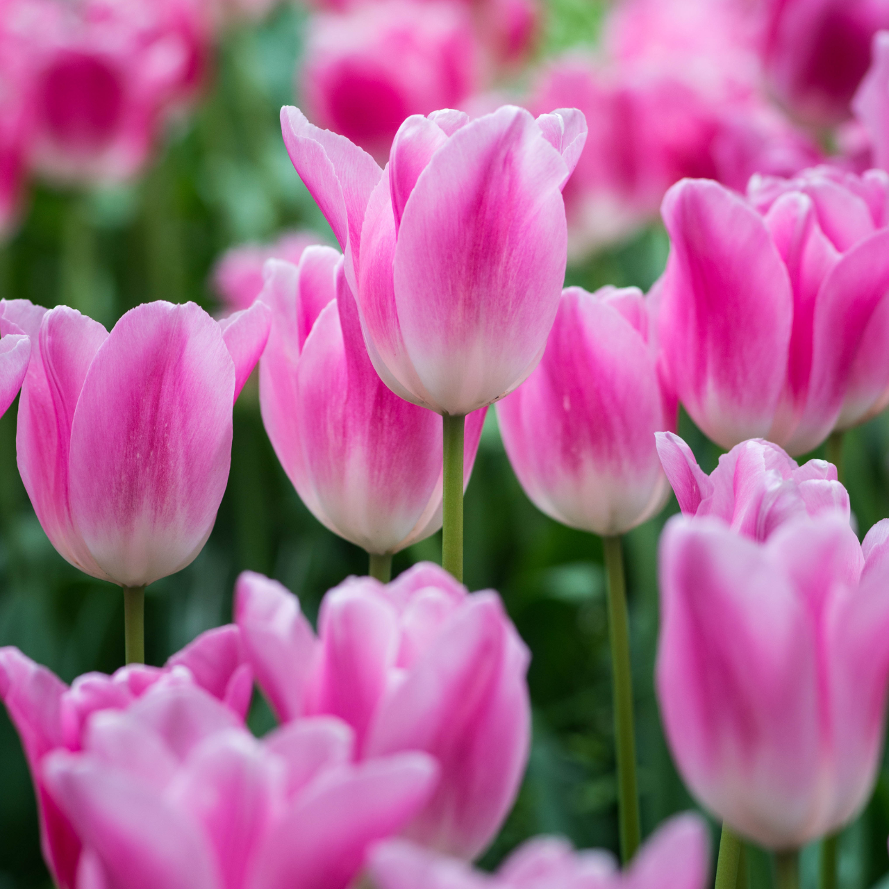 Buy premium-quality Judith Leyster from Dutch Bulbs
