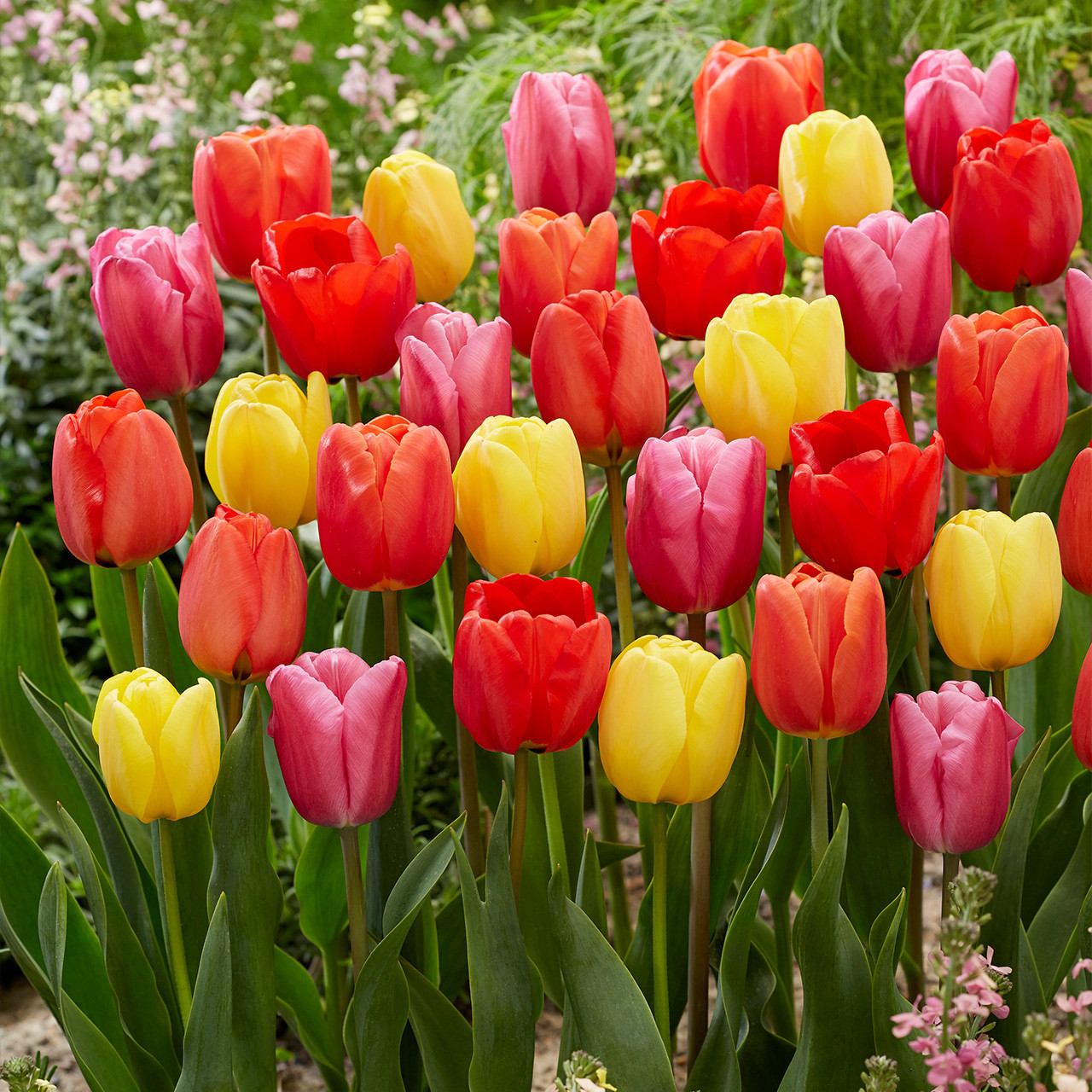 Buy premium quality Tulip Darwin Hybrid Mixed 10/12cm from Dutch Bulbs