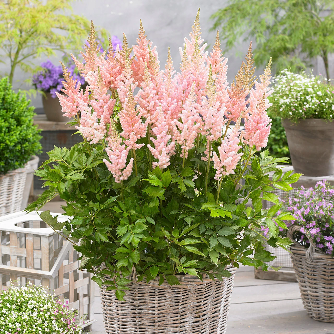 Astilbe chinensis Vision Inferno 1L | Parkers Wholesale