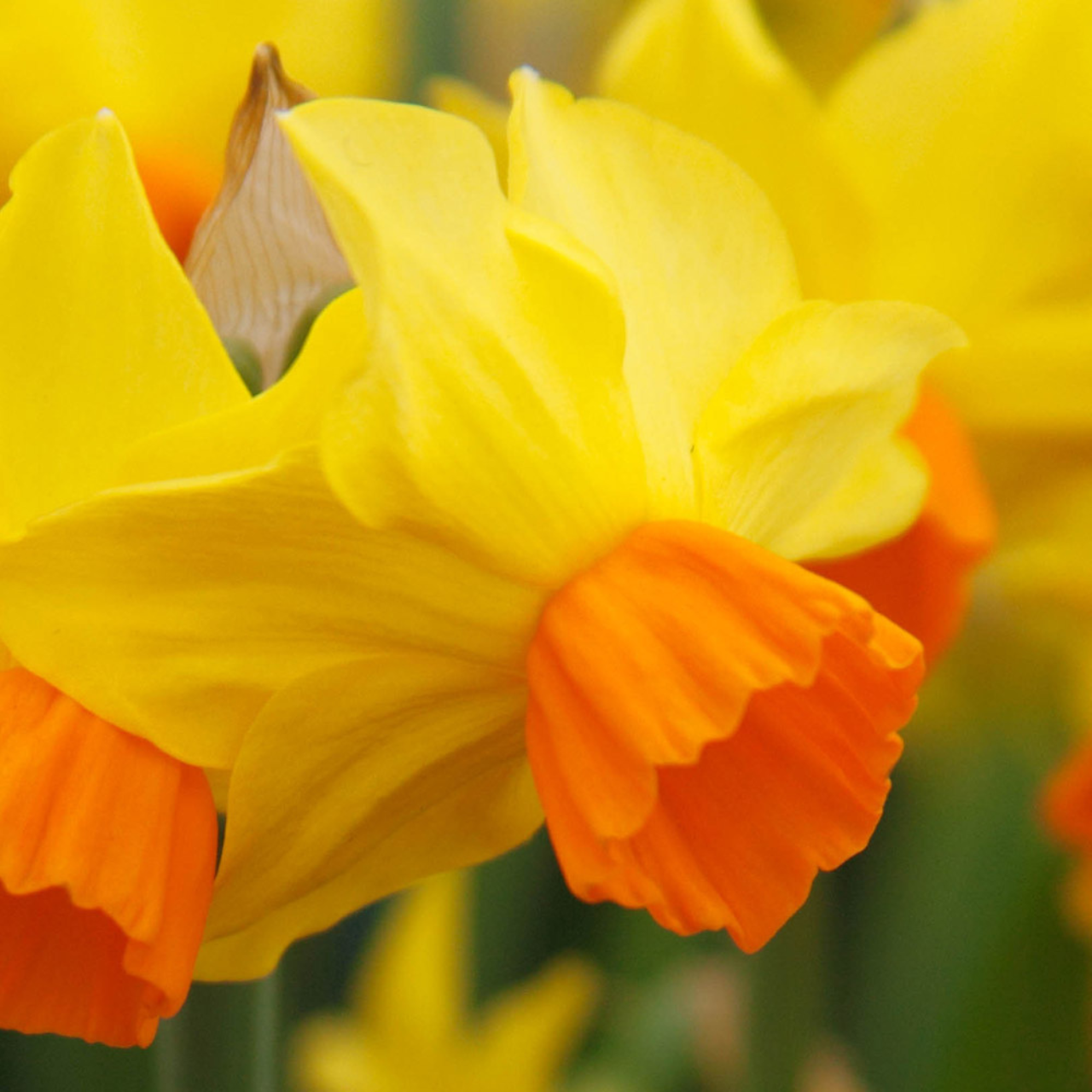 Buy premium-quality Narcissi Bittern from Dutch Bulbs