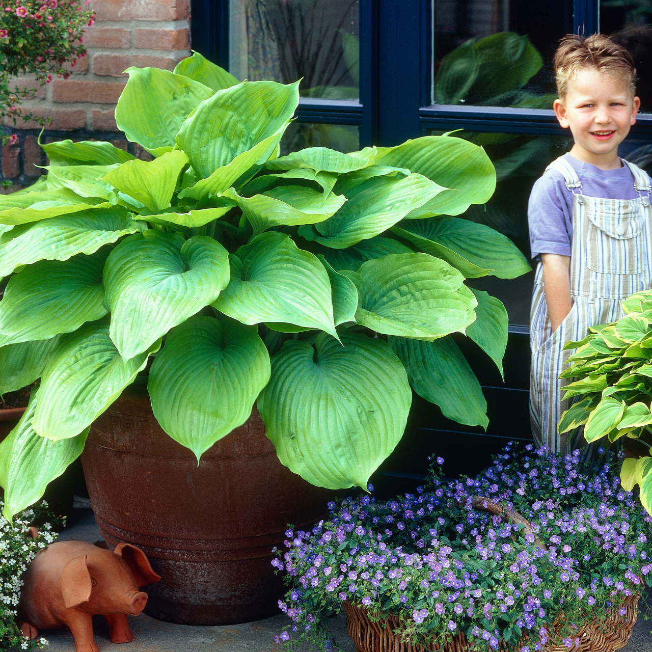 Hostas | Dutch Bulbs