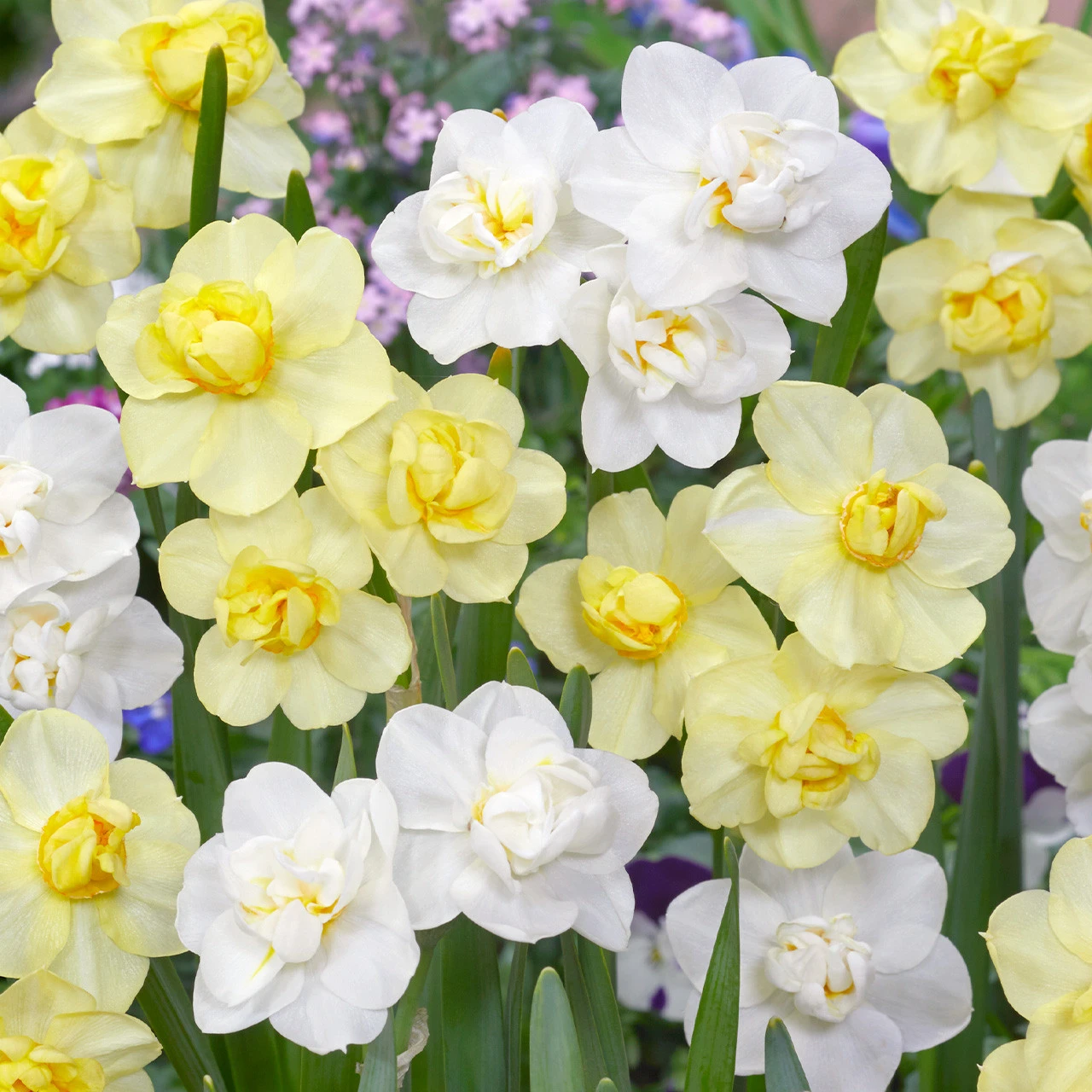 Narcissus Cheerfulness Mix - J Parker Dutch Bulbs (Wholesale) Ltd. (B2B)