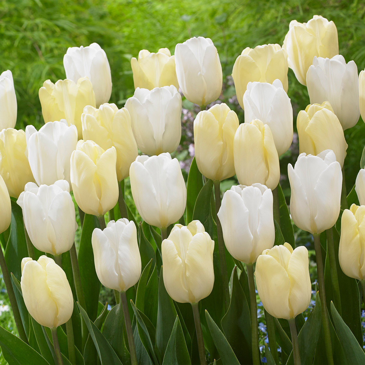 Buy premium quality Tulip Cream Flag10/12cm from Dutch Bulbs