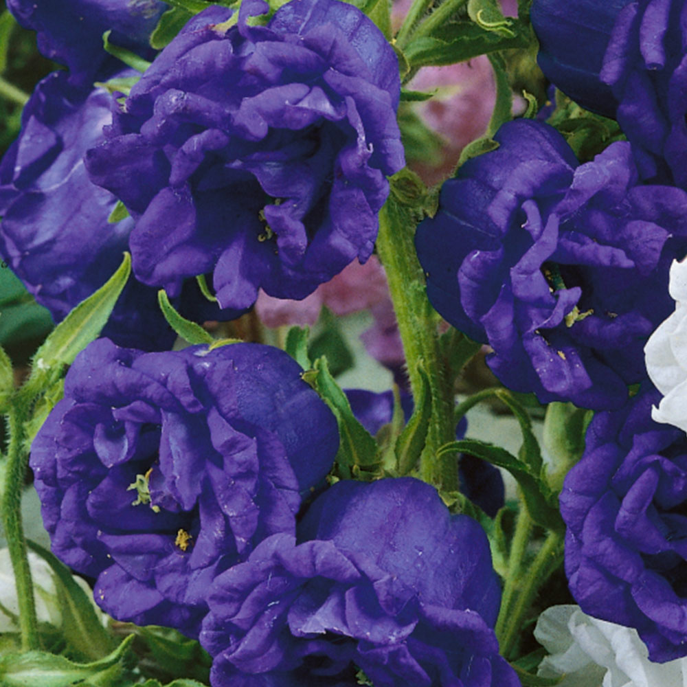 Campanula Medium Double Blue | Parkers Wholesale