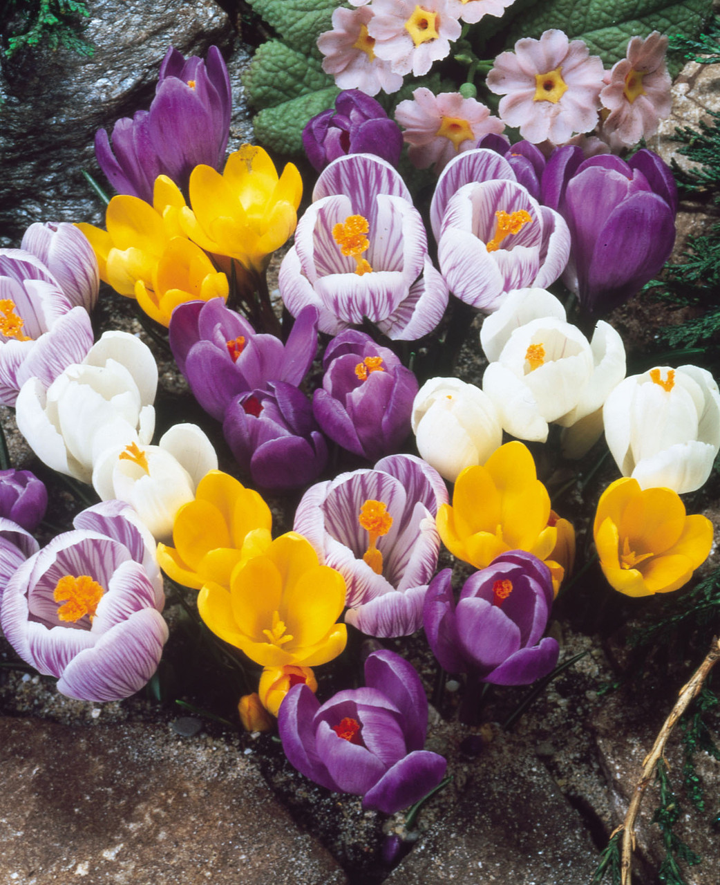 Crocus Large Flowering Mix 7/8cm | Parkers Wholesale