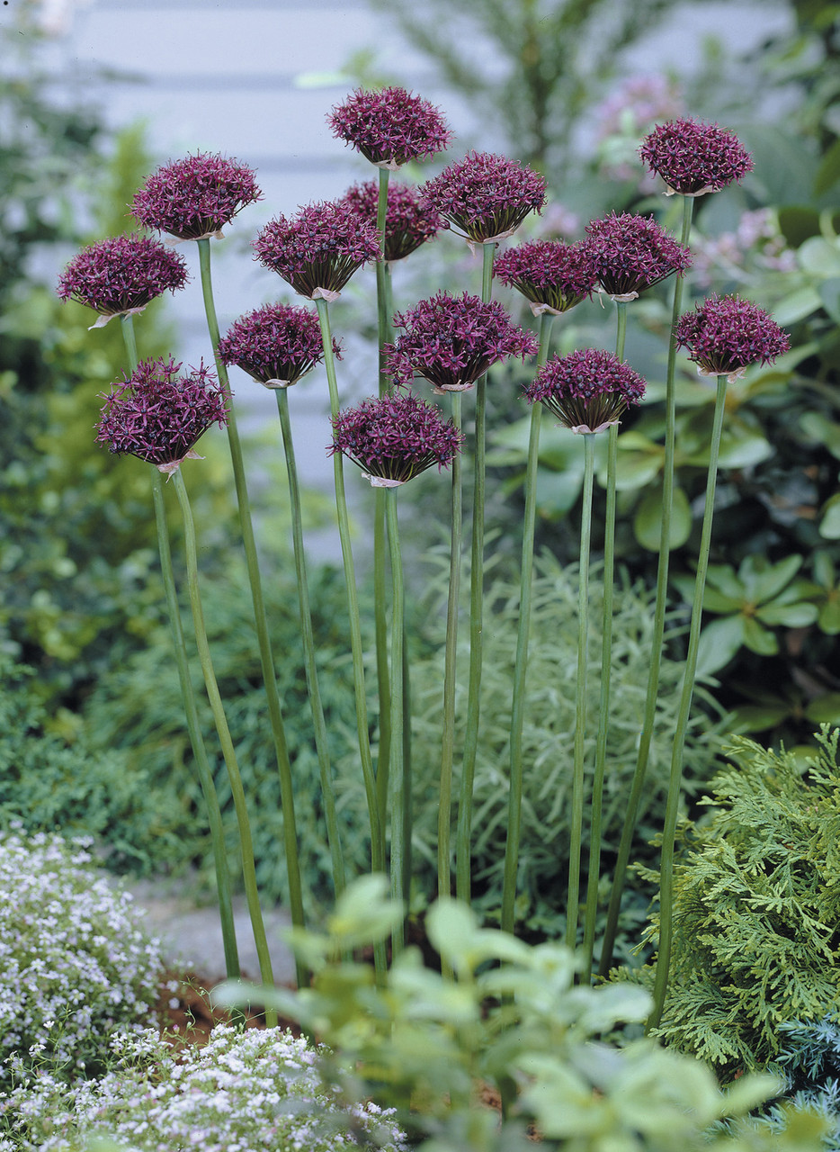 Allium Atropurpureum | Parkers Wholesale