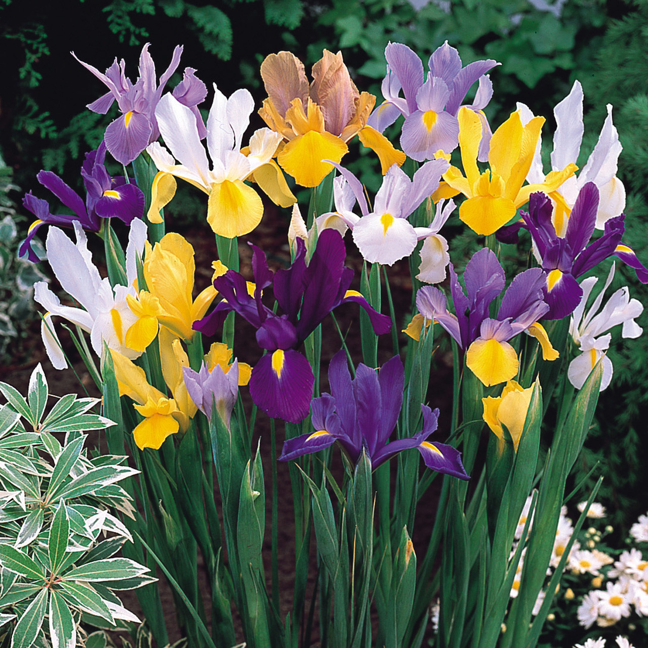 Dutch Iris Mixture 7-8cm | Parkers Wholesale