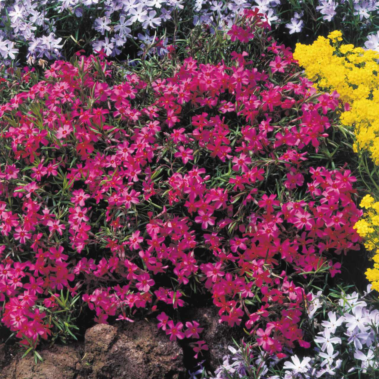 Phlox Subulata Flame | J Parker Dutch Bulbs