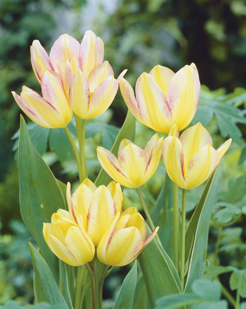 Buy premium quality Tulip Antoinette 10/12cm from Dutch Bulbs