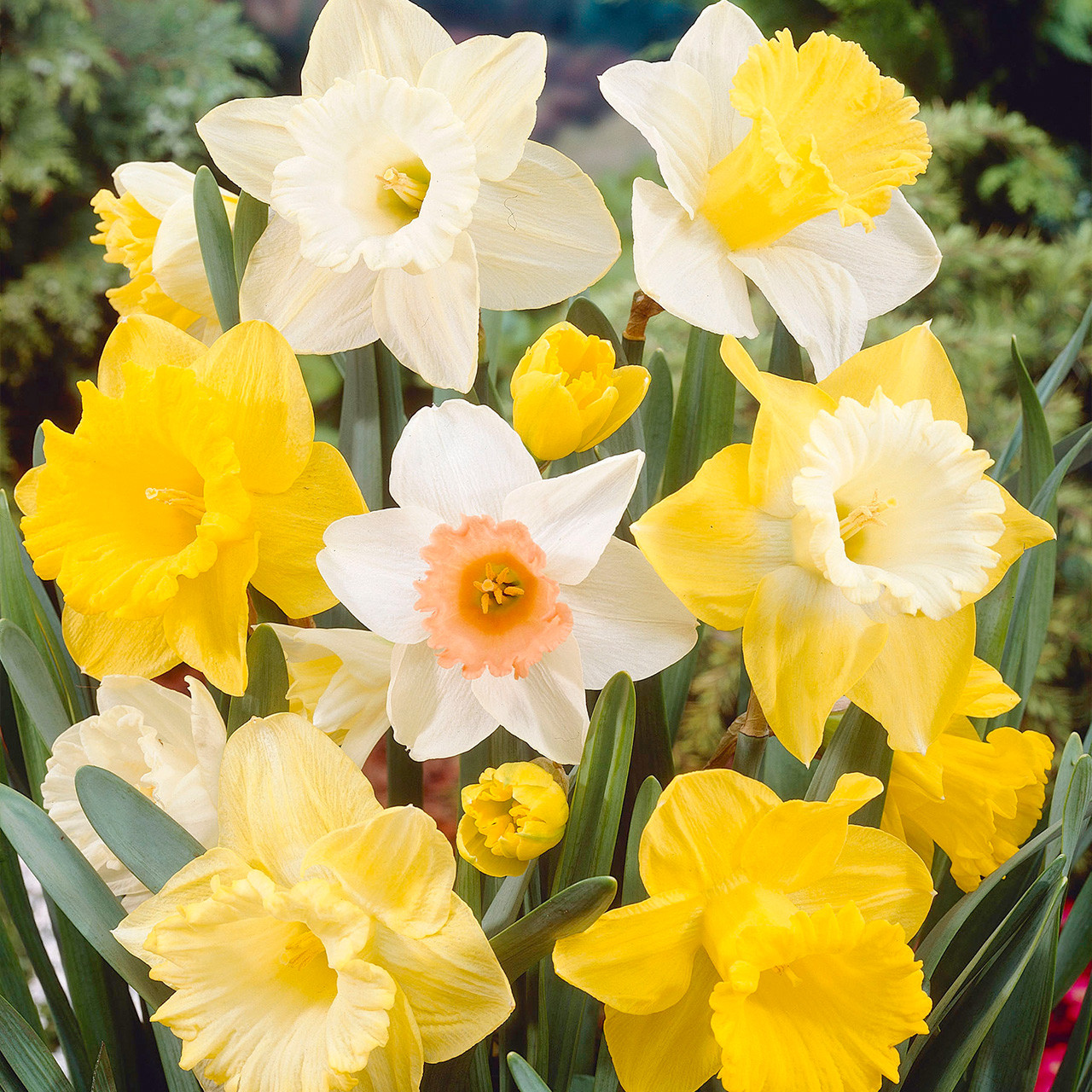Trumpet Daffodils Mixed | Parkers Wholesale