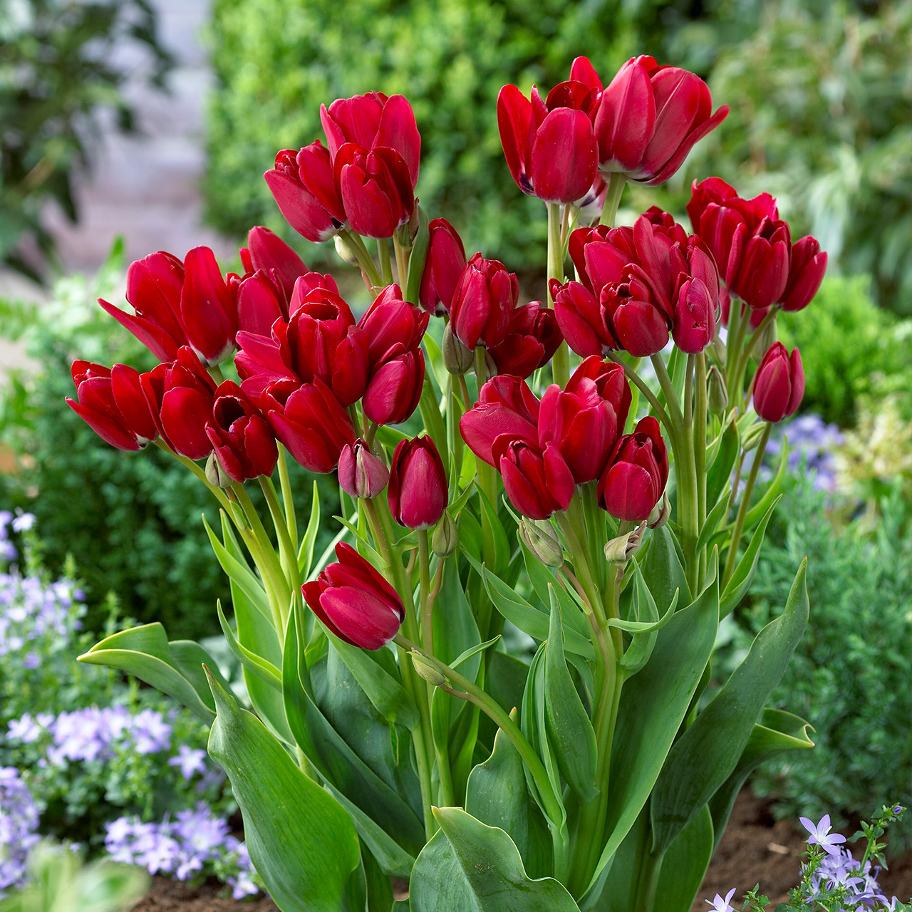 Buy premium quality Tulip 'Fiery Club'10/12cm from Dutch Bulbs